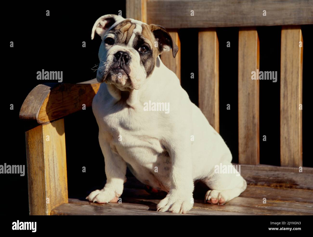 Bulldog bench hi-res stock photography and images - Alamy