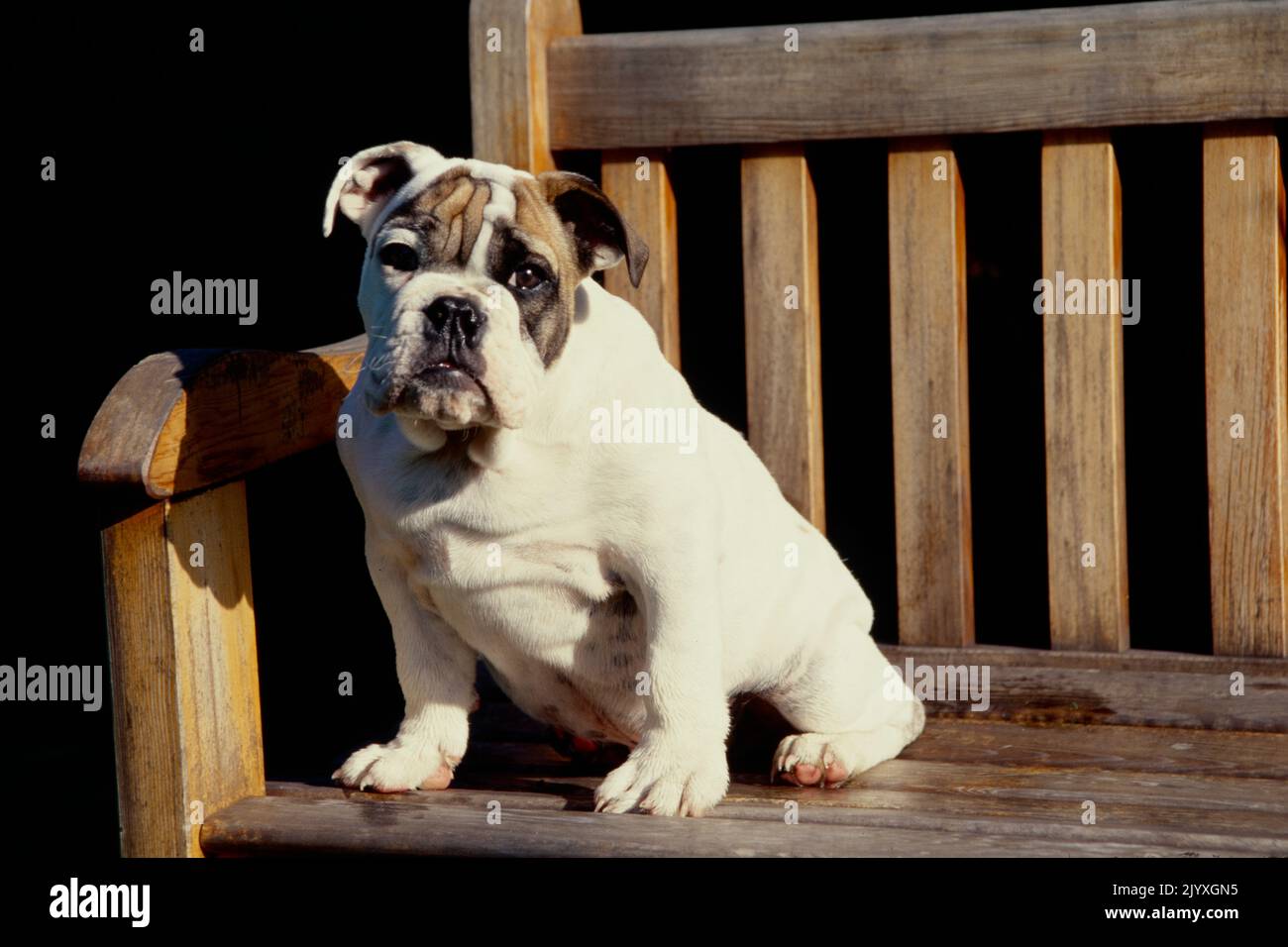 English Bulldog on wooden bench Stock Photo - Alamy