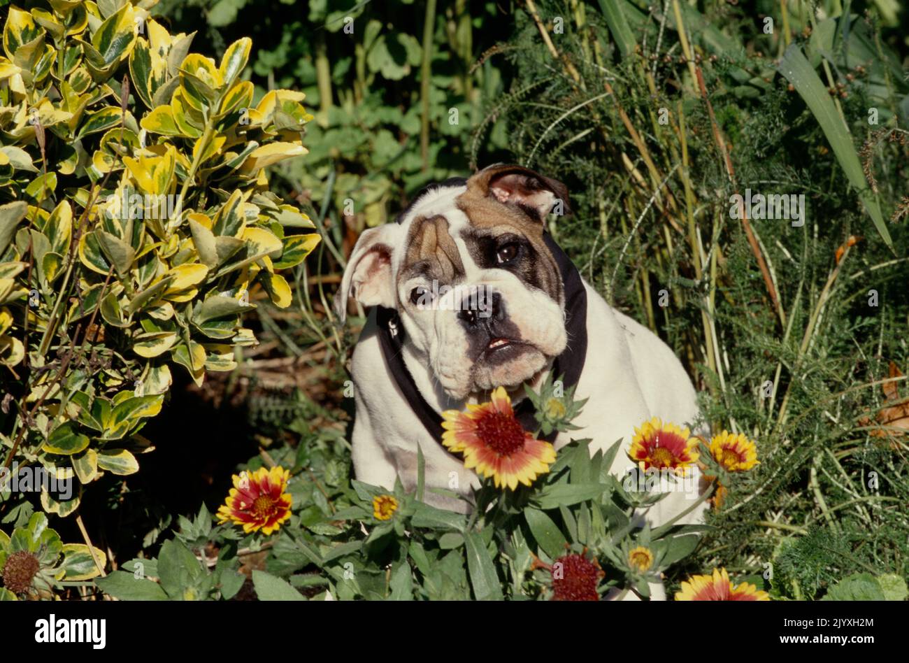 English Bulldog in flower bush Stock Photo - Alamy