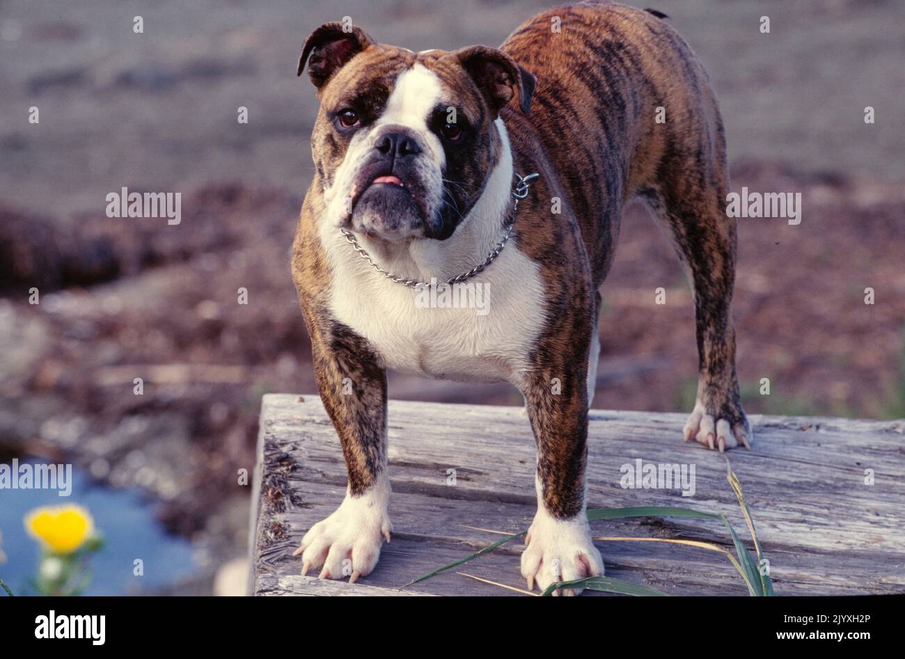 English Bulldog standing on log looking at camera Stock Photo - Alamy