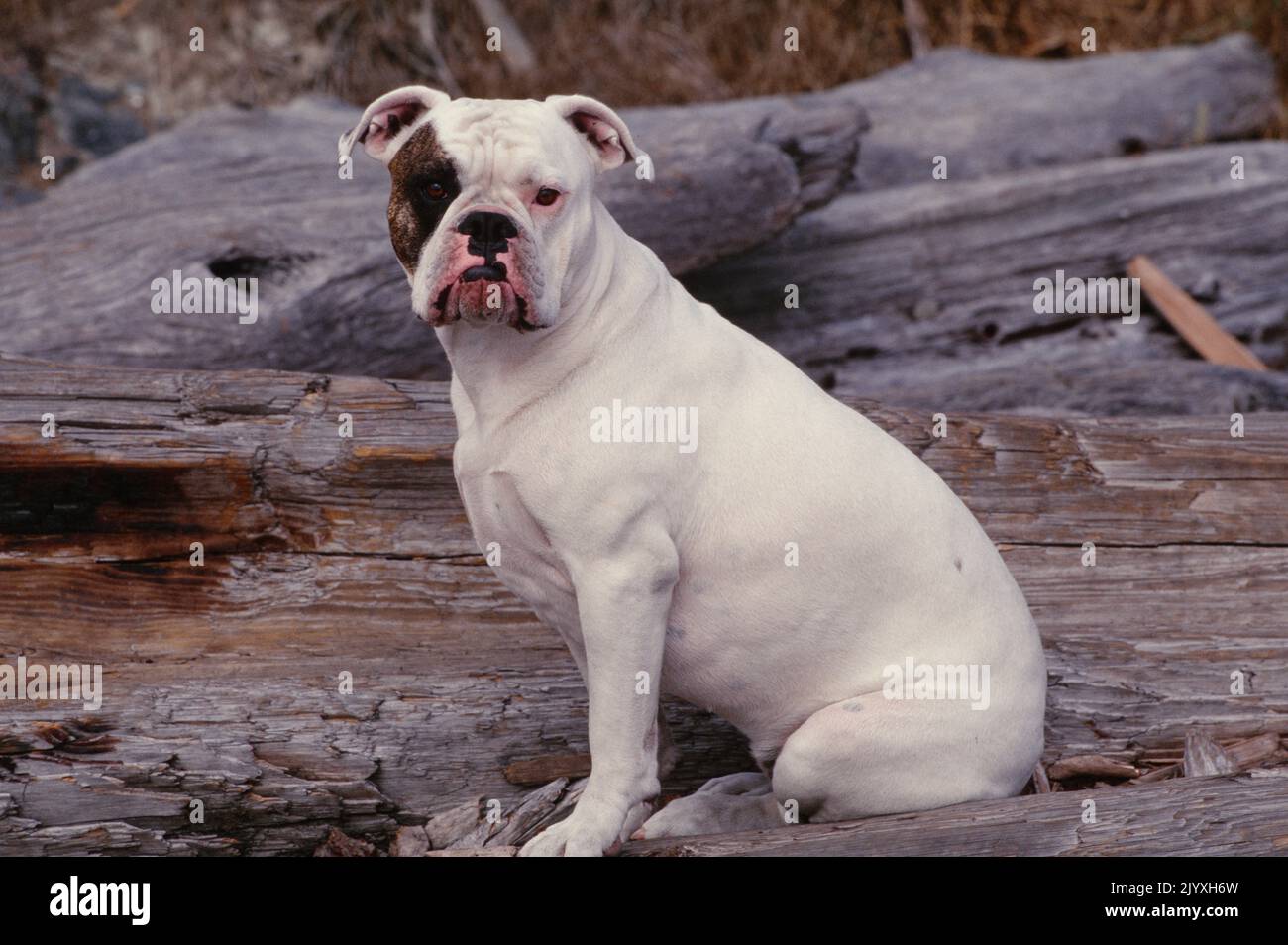 English Bulldog sitting on wood looking at camera Stock Photo - Alamy