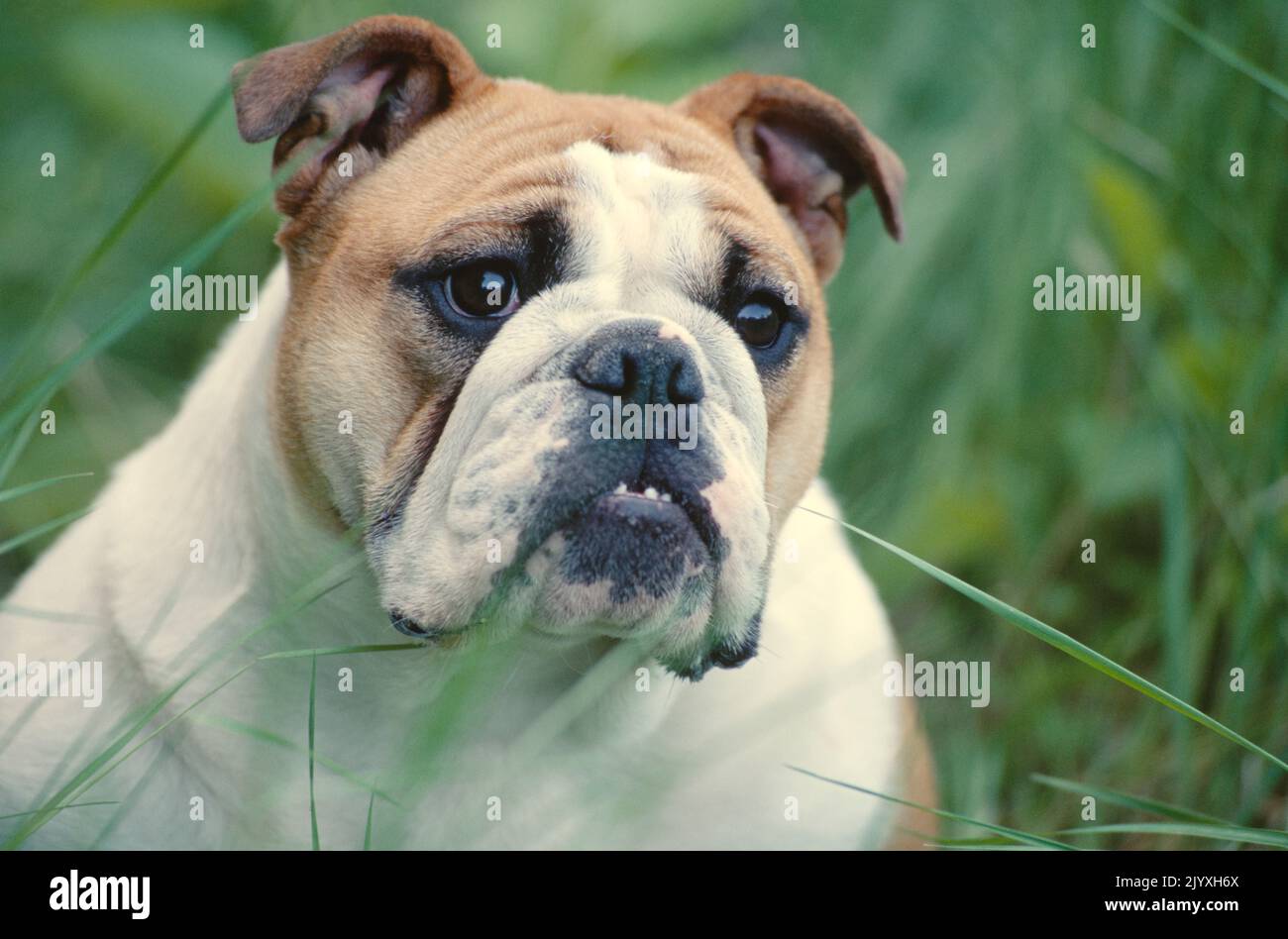 English Bulldog in grass looking past camera Stock Photo - Alamy