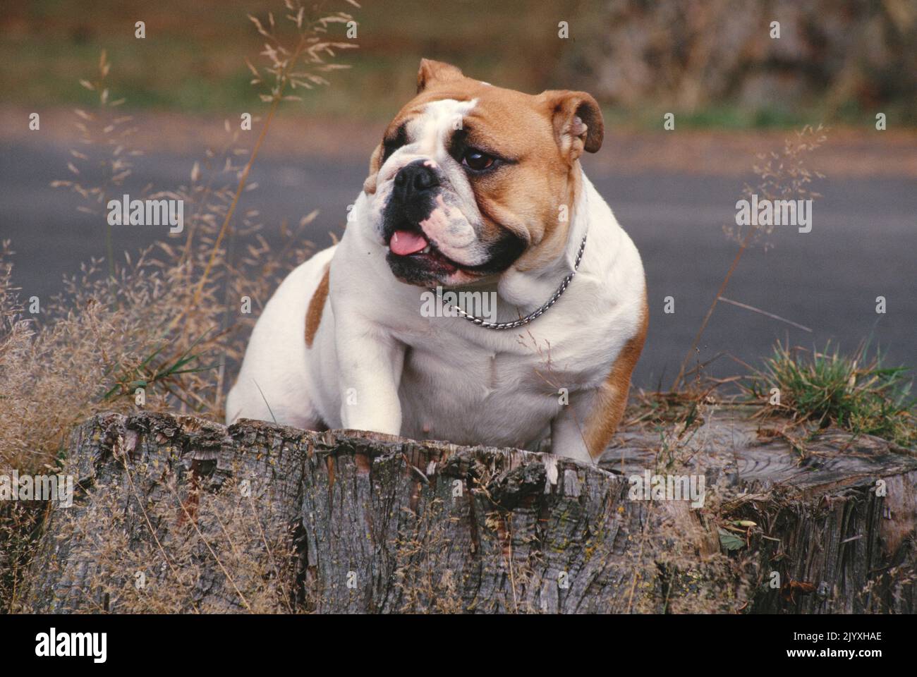 English Bulldog sitting on tree stump Stock Photo - Alamy