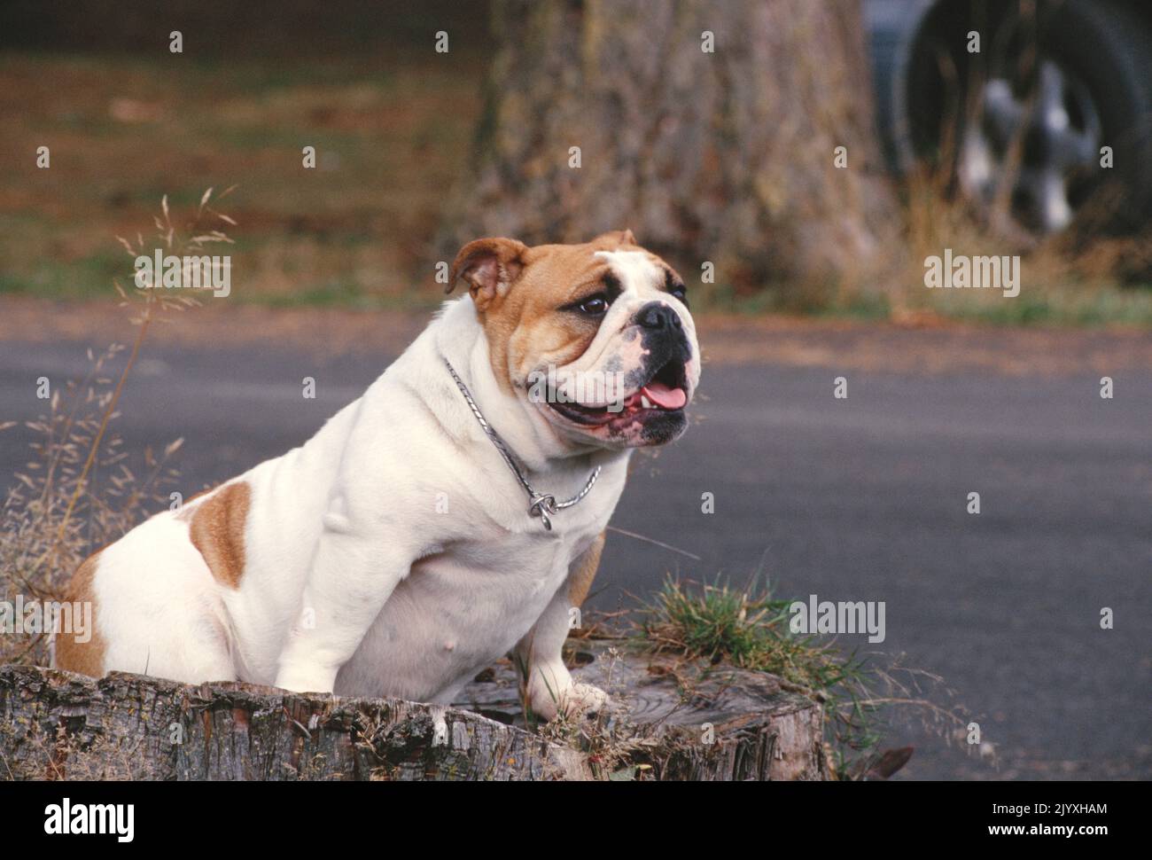 English Bulldog sitting on tree stump looking ahead Stock Photo - Alamy