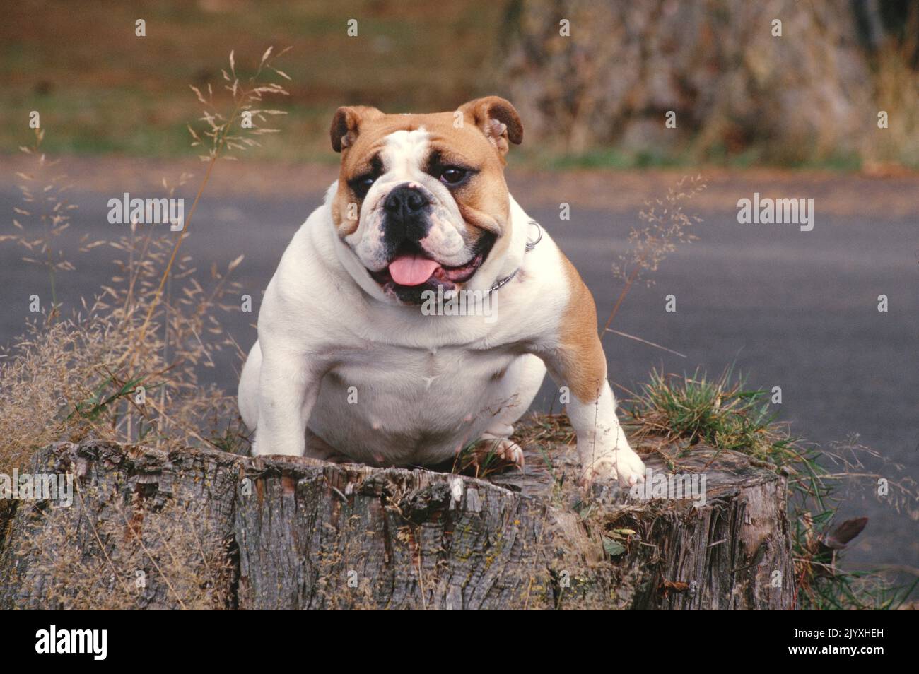 English Bulldog sitting on stump Stock Photo - Alamy