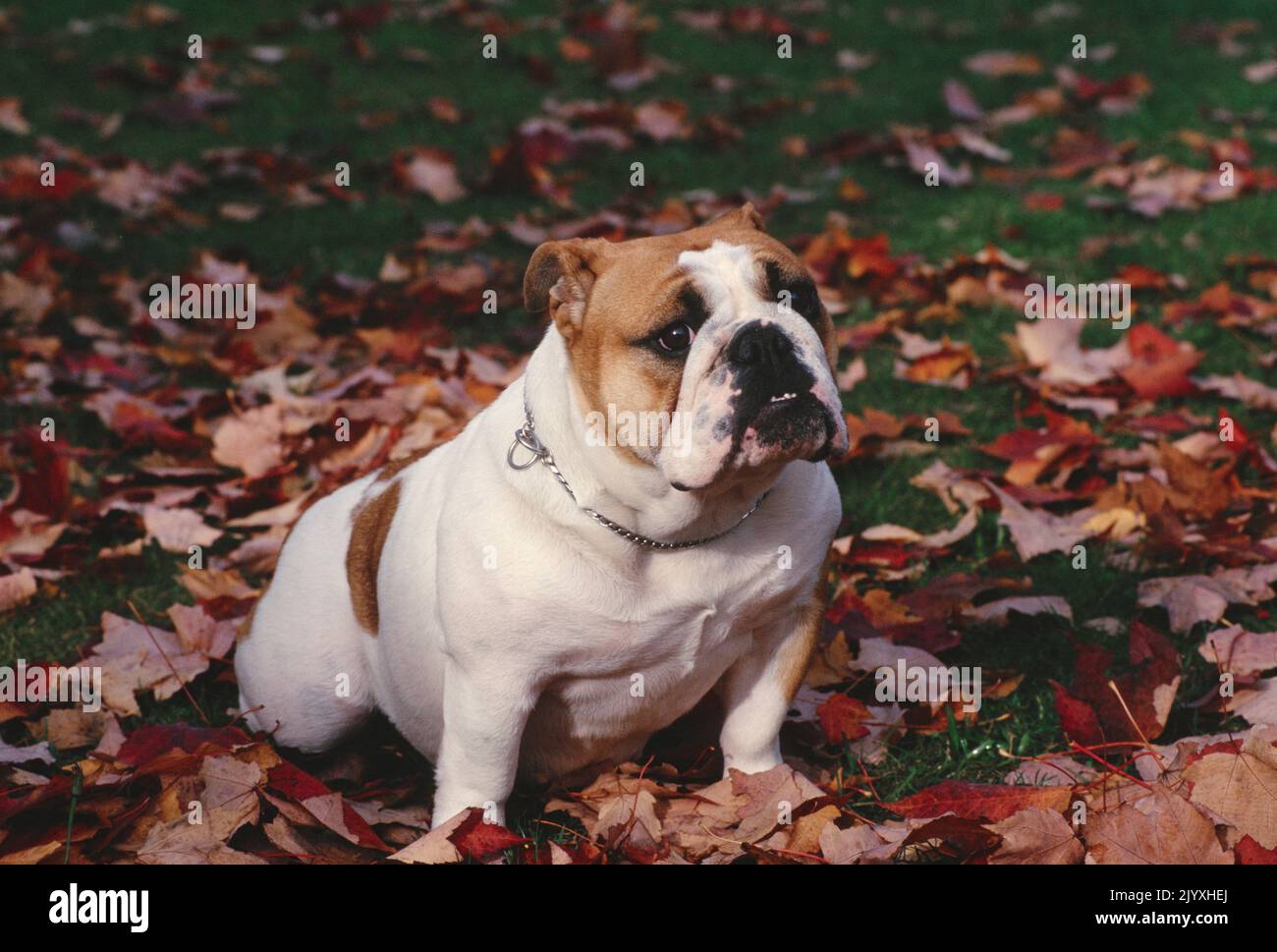 English Bulldog sitting in leaves Stock Photo - Alamy