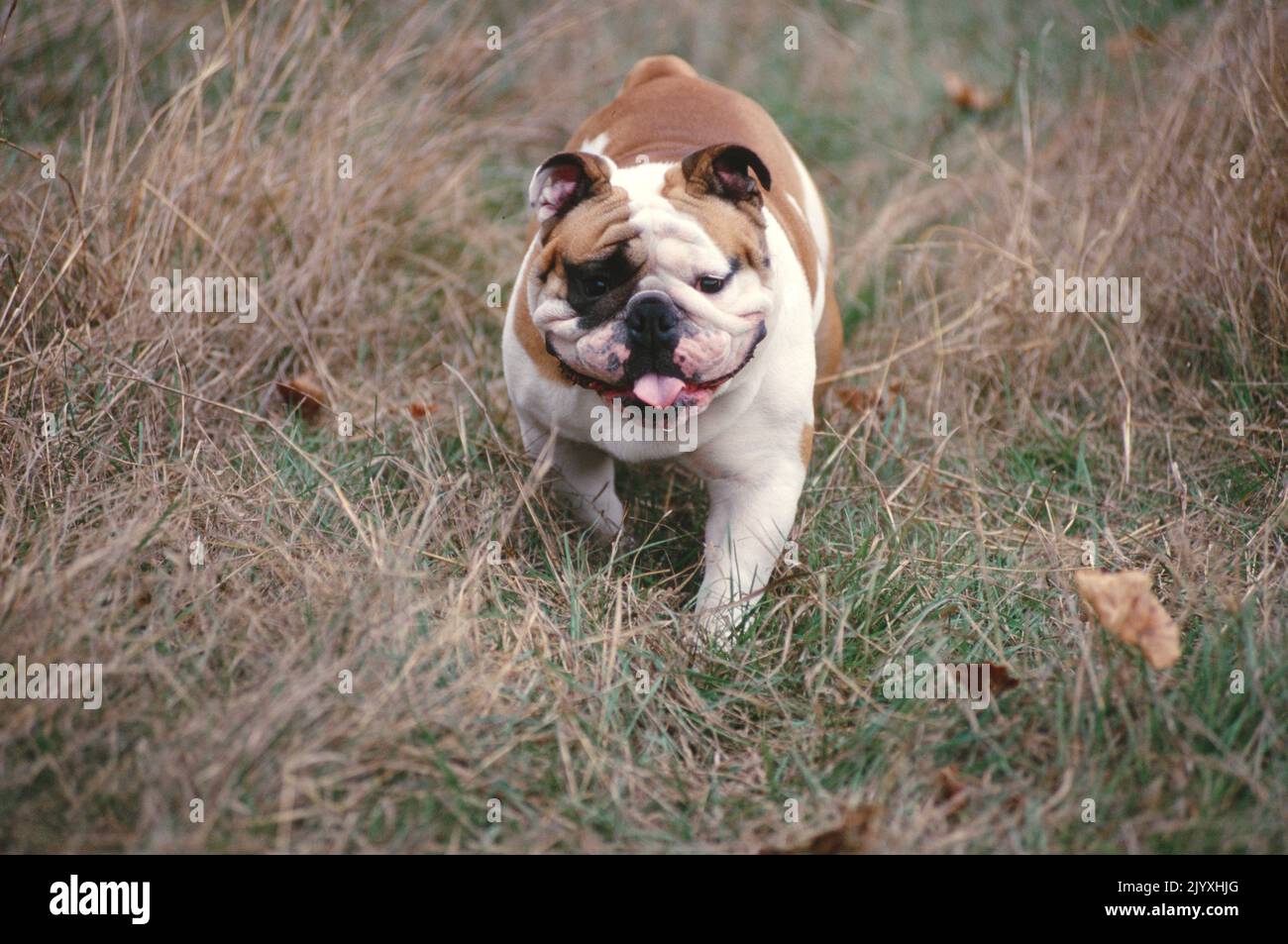 English Bulldog walking through grass Stock Photo - Alamy