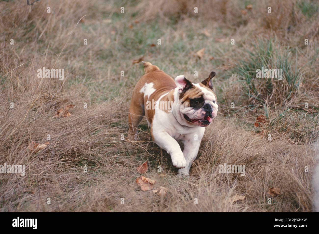English Bulldog running through dead grass Stock Photo - Alamy