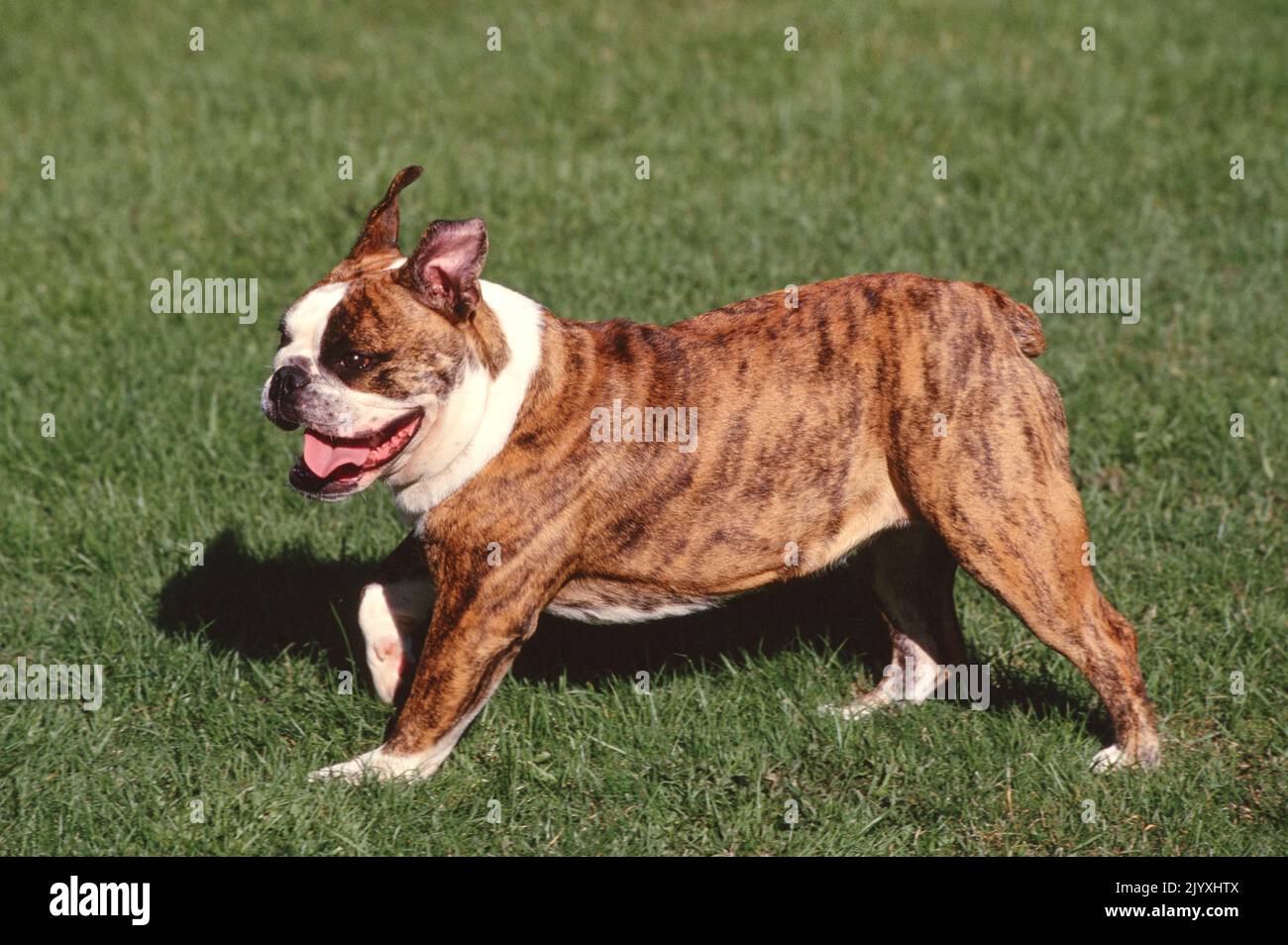 English Bulldog running in grass field with tongue out Stock Photo - Alamy