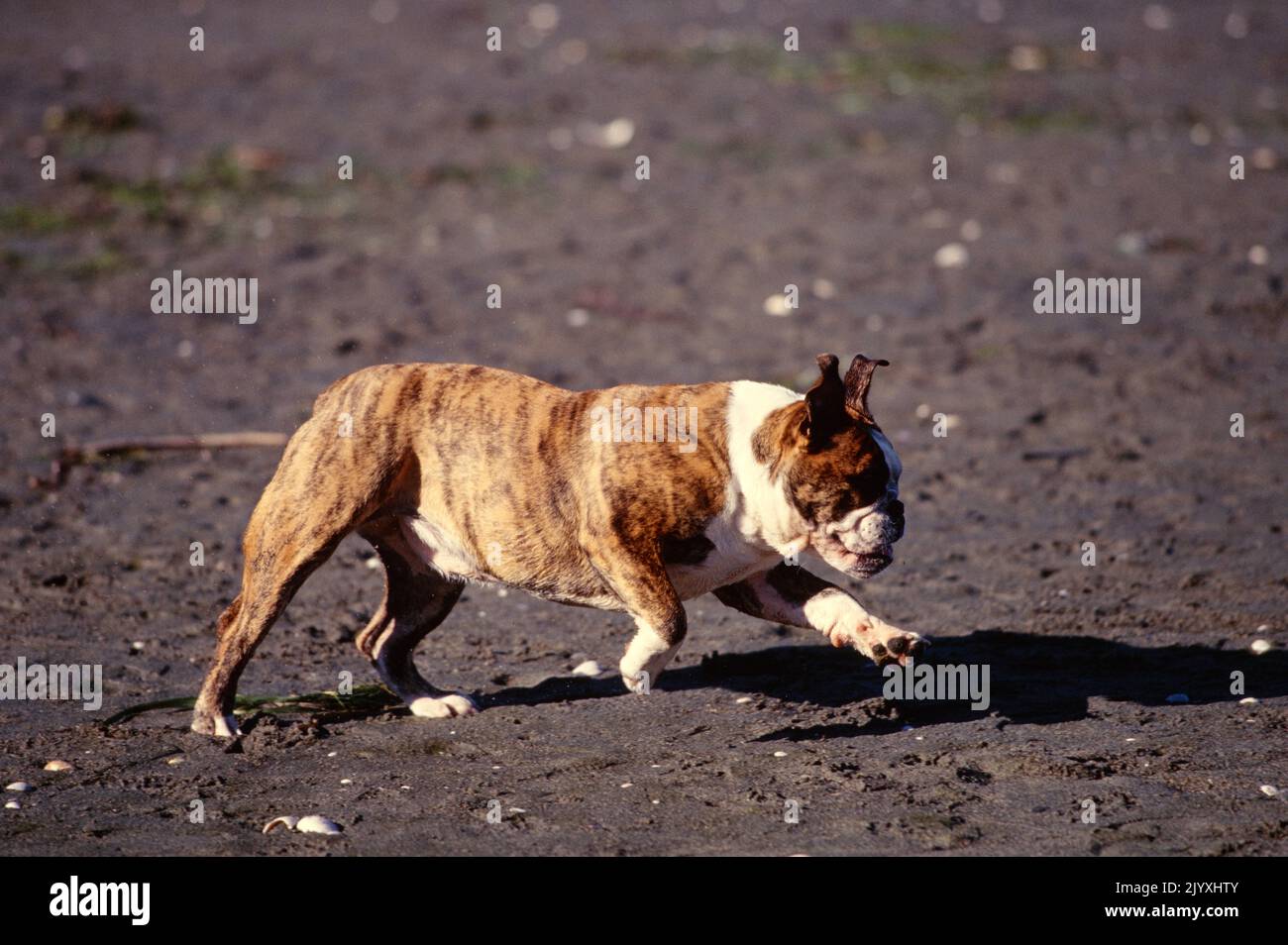 English Bulldog playing on beach Stock Photo - Alamy