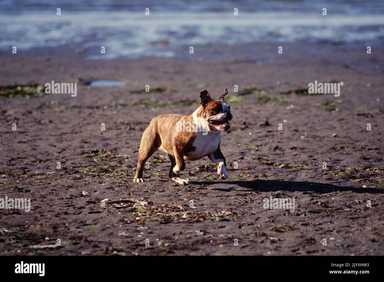 English Bulldog running on beach Stock Photo - Alamy