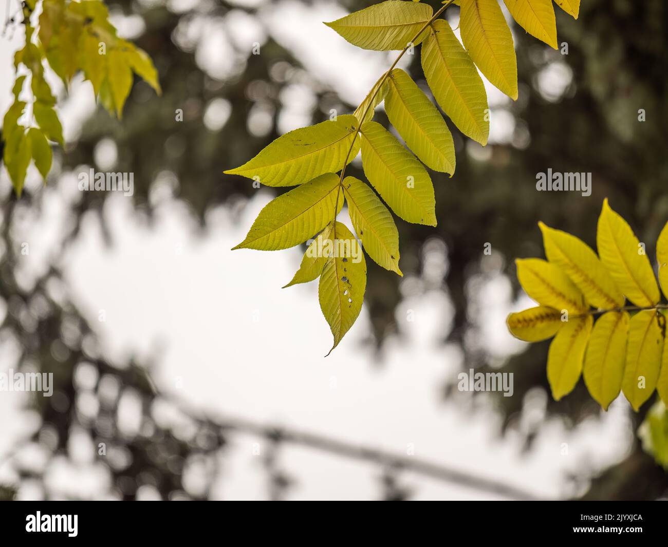 Manchuria walnut hi-res stock photography and images - Alamy