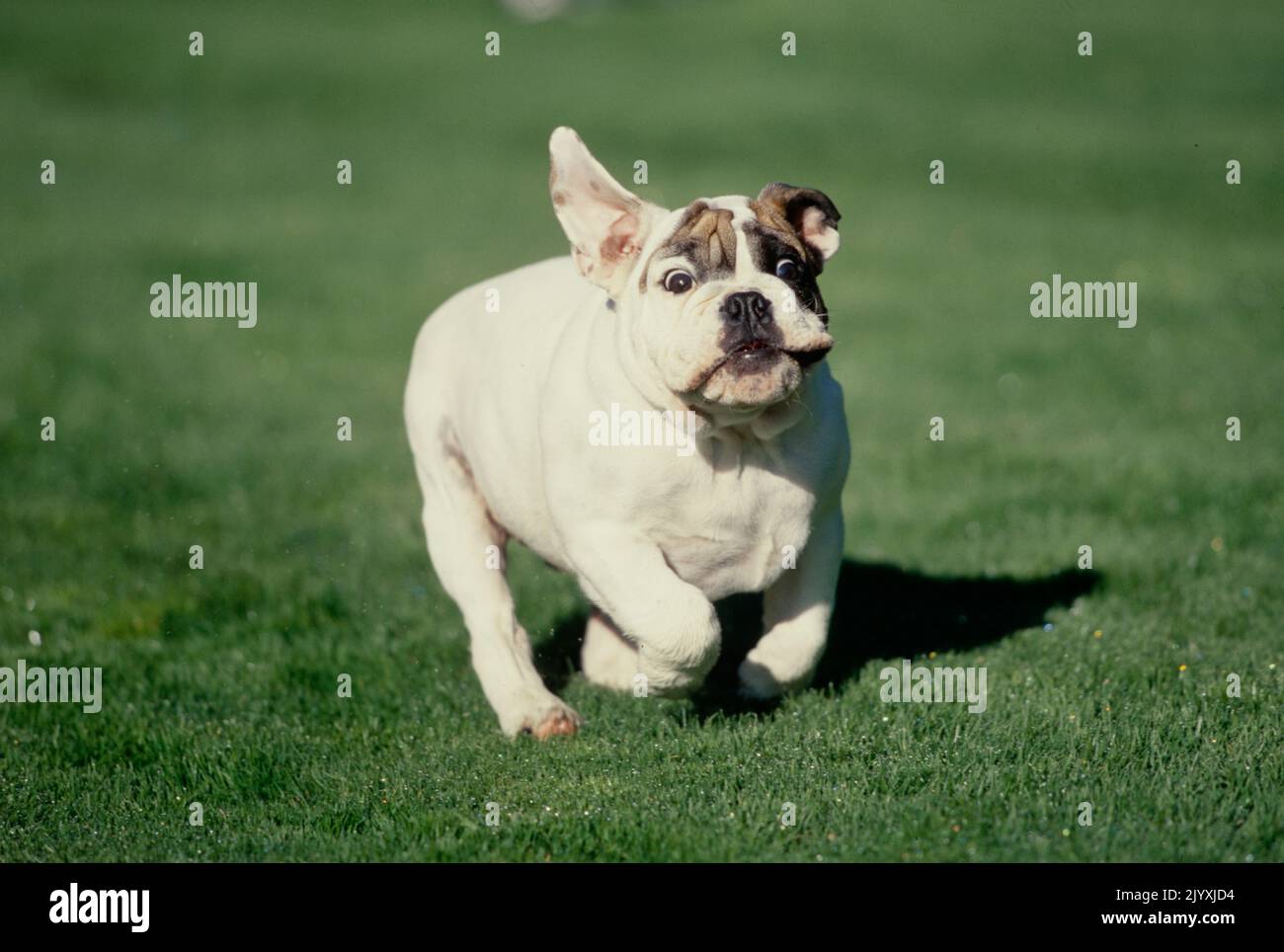 English Bulldog puppy running in grass field Stock Photo - Alamy