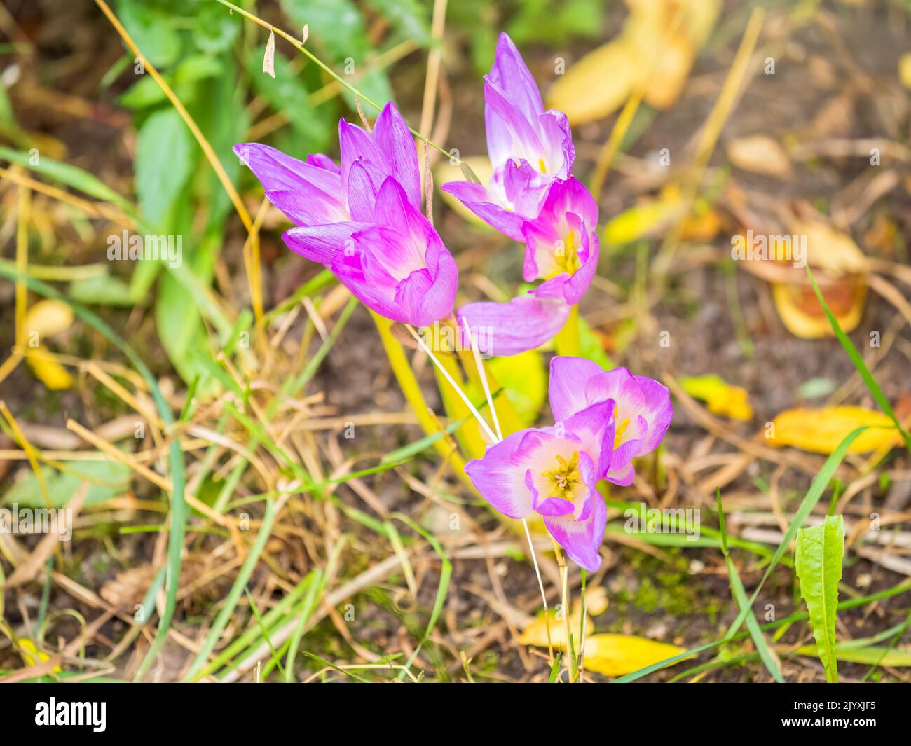 Autumn purple crocuses bloomed above the ground. Close-up of a group of ...