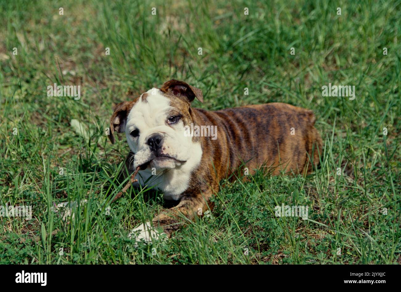 English Bulldog puppy laying in grass with stick Stock Photo - Alamy
