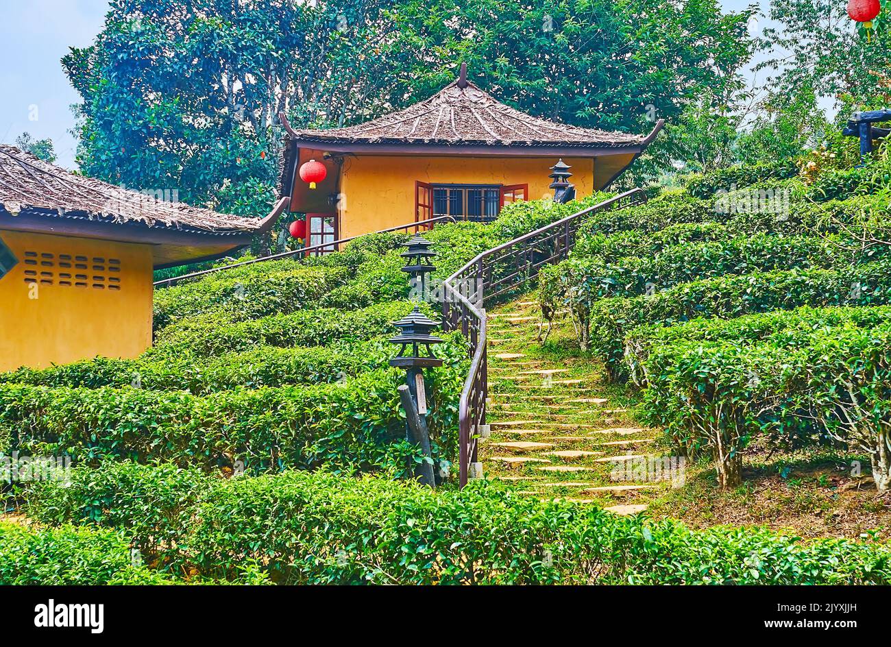 Take a walk amid the lush green tea shrubs and small Chinese houses of ...