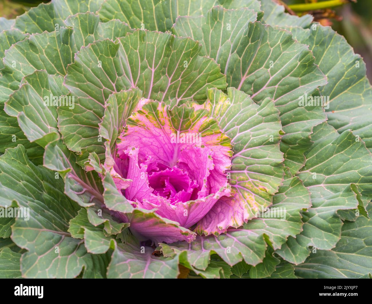 Close up of endless field with green leaves and purple veins of red ...