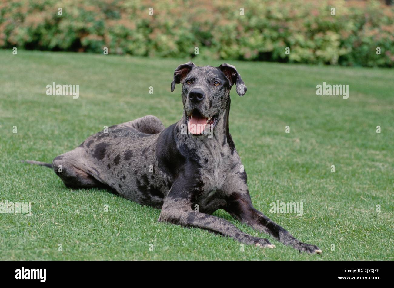 Great Dane laying in field with mouth open Stock Photo - Alamy
