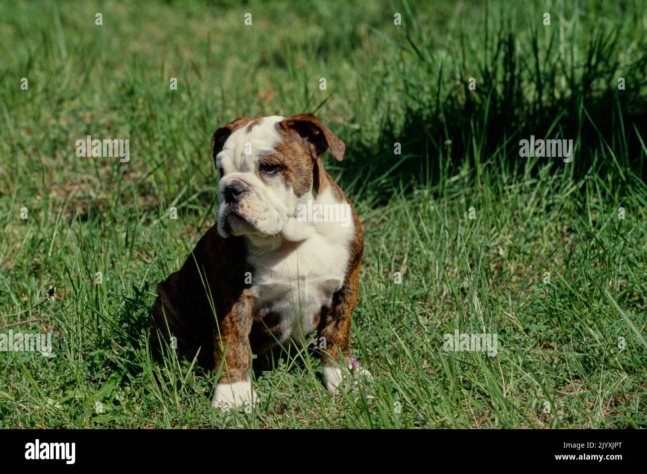 English Bulldog puppy in tall grass looking right Stock Photo - Alamy