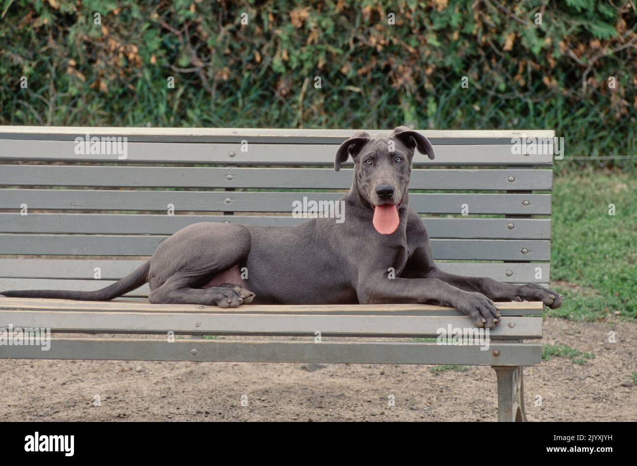 Great Dane laying on bench with mouth open Stock Photo - Alamy