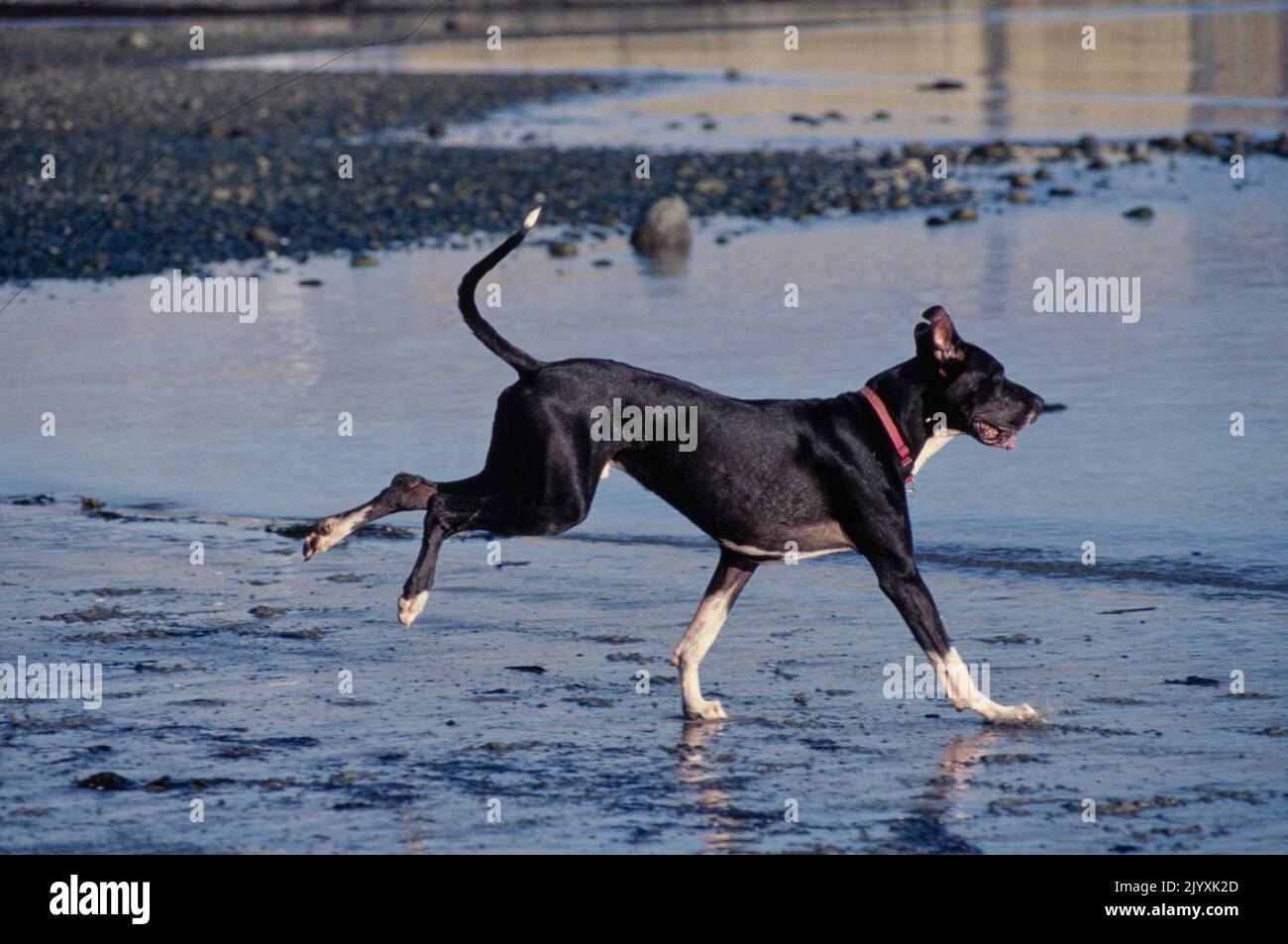 Running great dane hi-res stock photography and images - Alamy