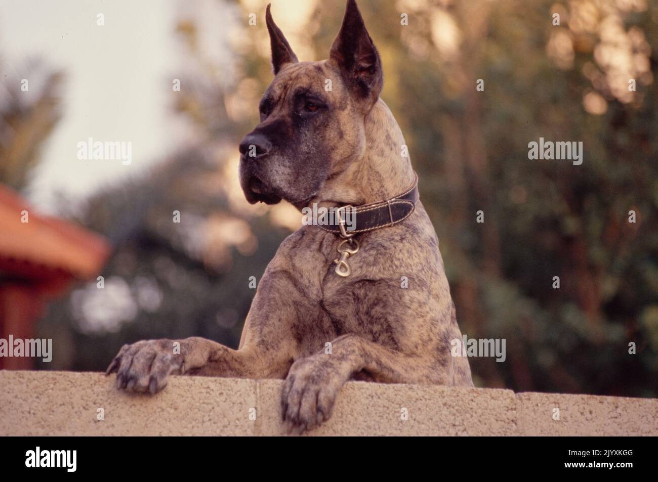Great Dane with cropped ears on fence Stock Photo - Alamy