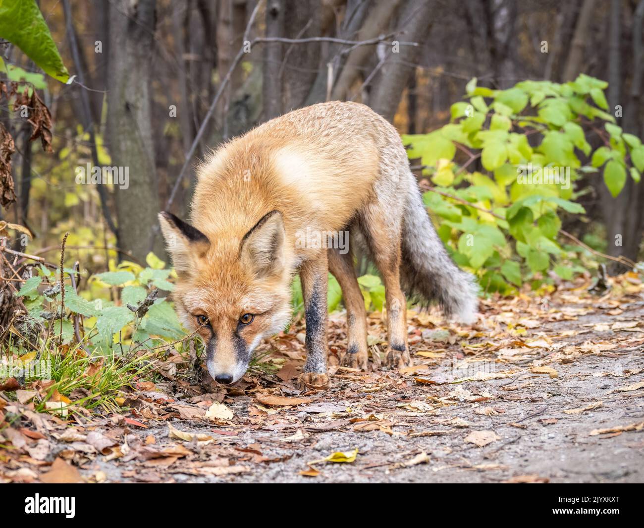 The red fox Vulpes vulpes walks along a path in autumn forest Stock Photo - Alamy