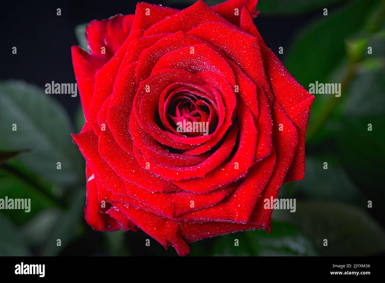 Classic red rose in full bloom close up Stock Photo - Alamy