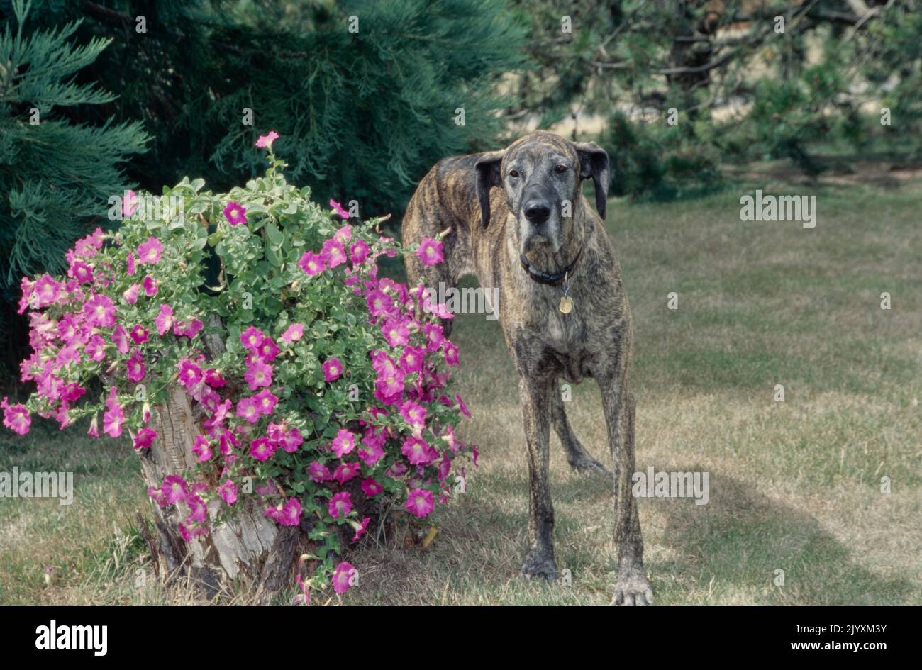 Senior great dane hi-res stock photography and images - Alamy