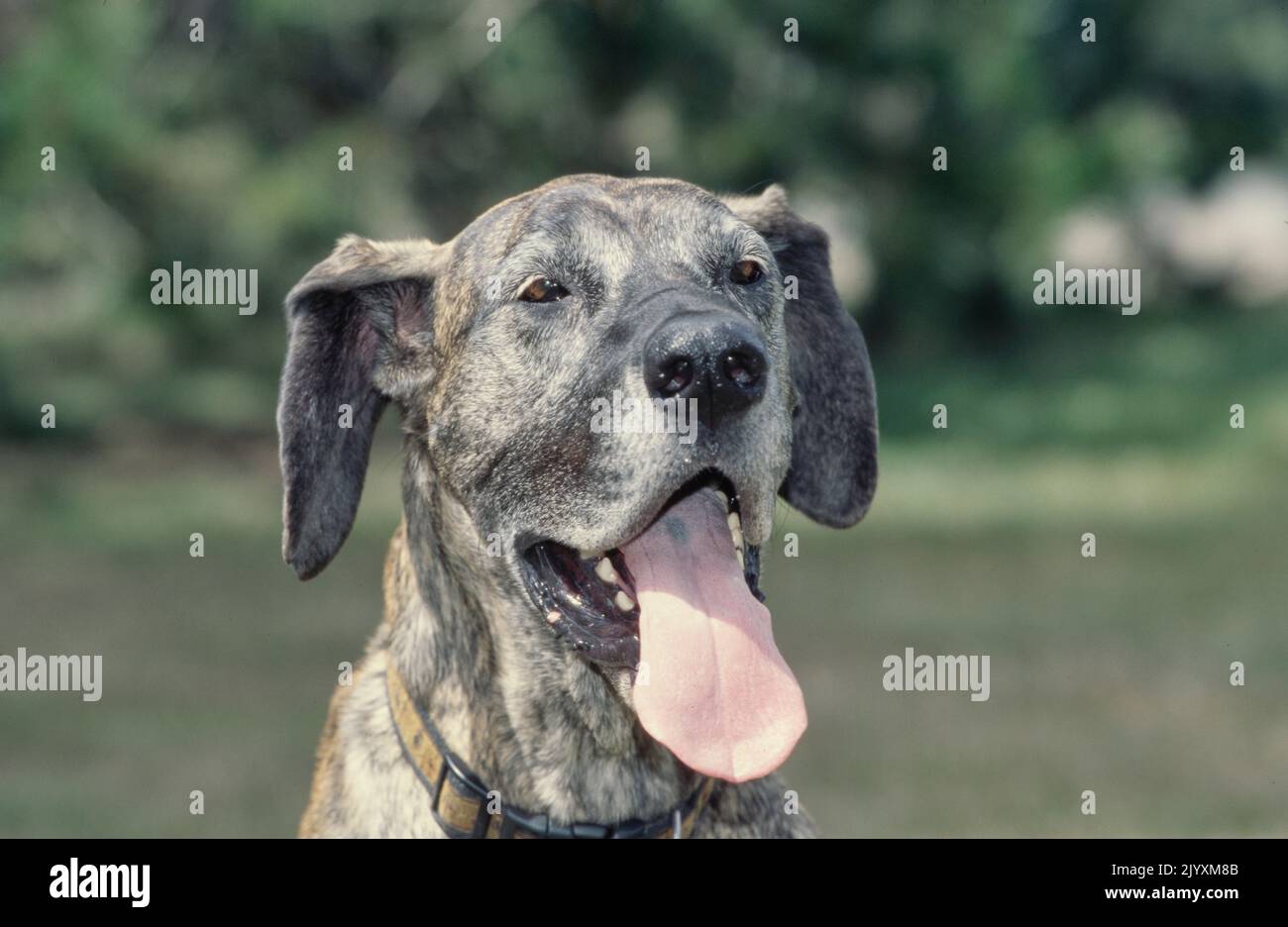 Senior great dane hi-res stock photography and images - Alamy
