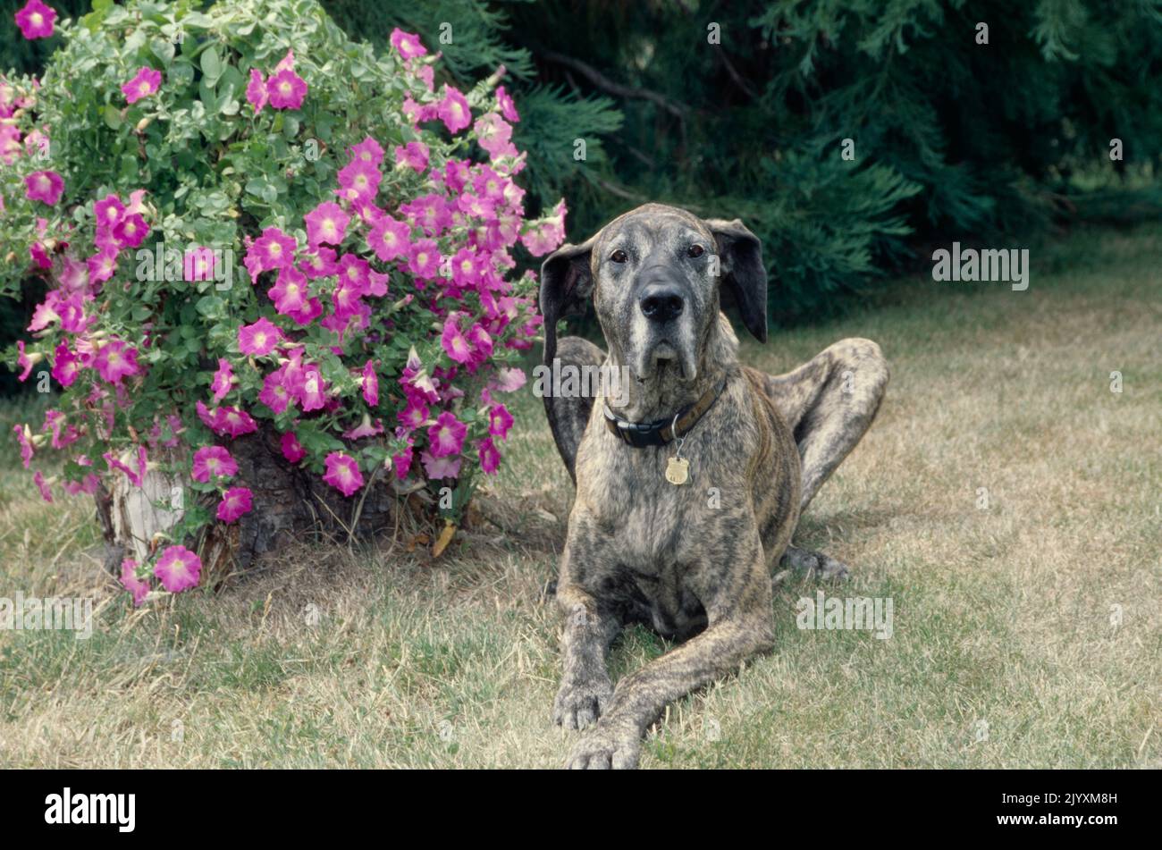 Senior great dane hi-res stock photography and images - Alamy