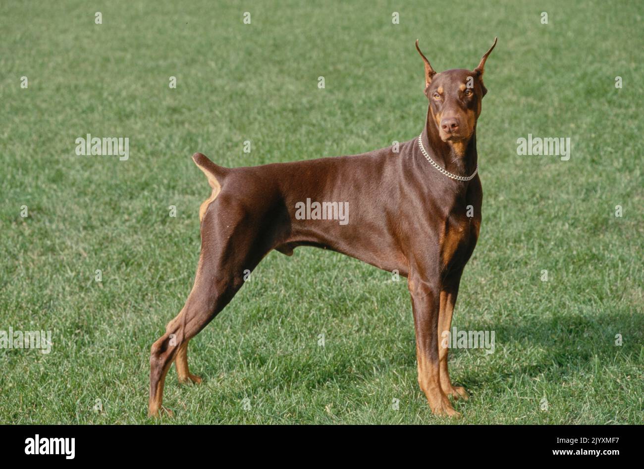 Doberman standing in grass field Stock Photo - Alamy
