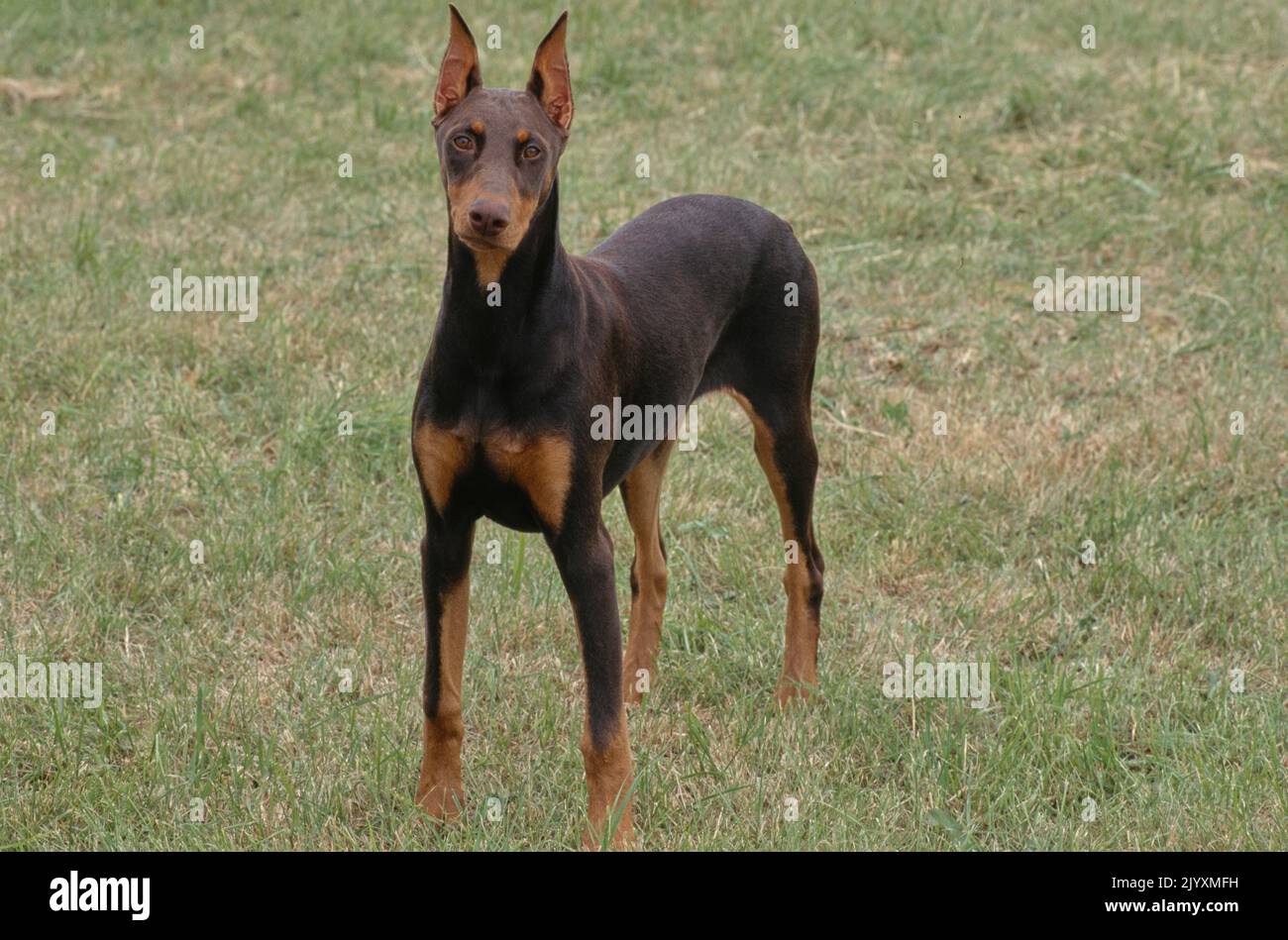 Doberman in grass Stock Photo - Alamy