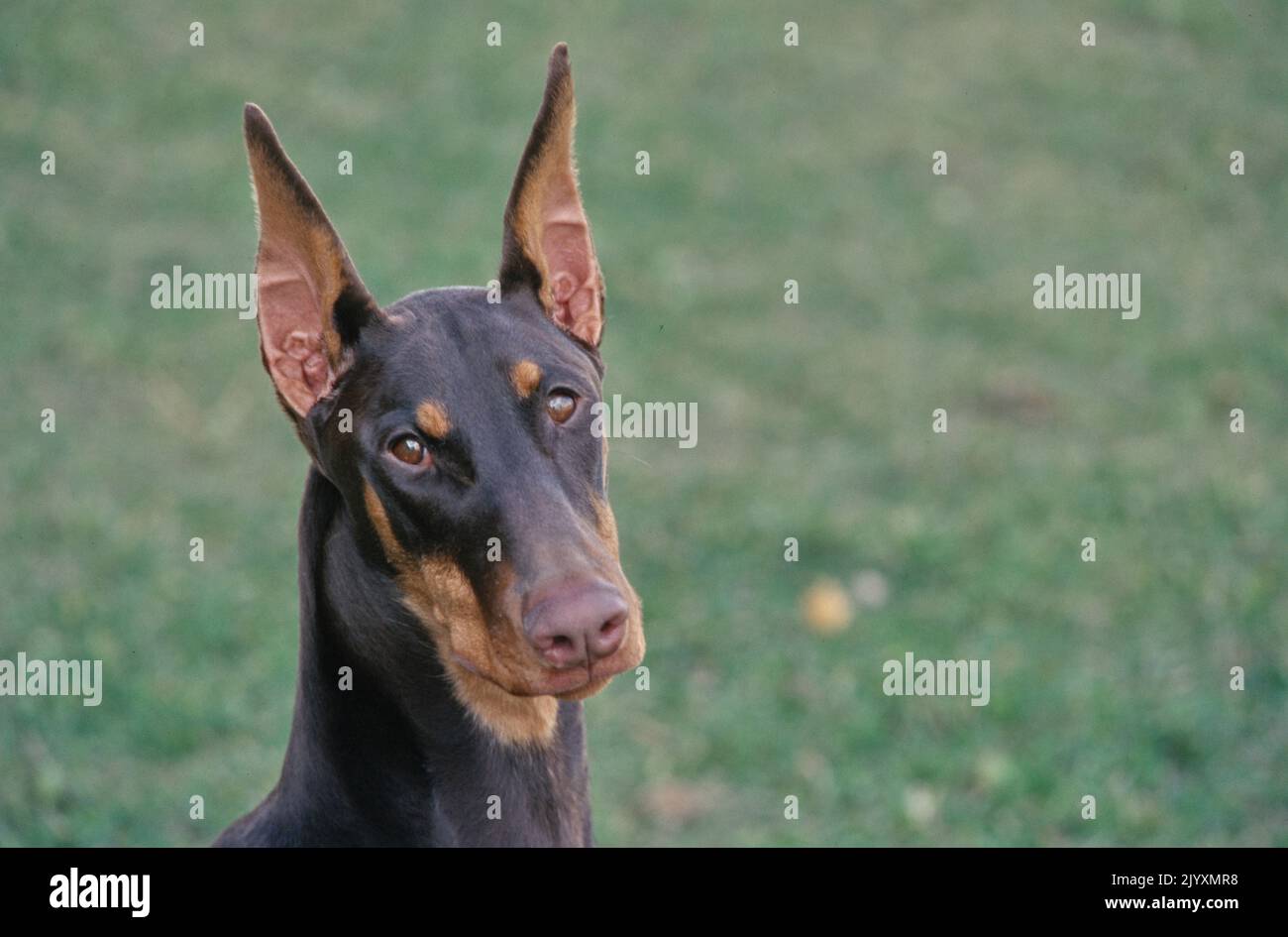 Close up of Doberman in grass field looking at camera Stock Photo - Alamy