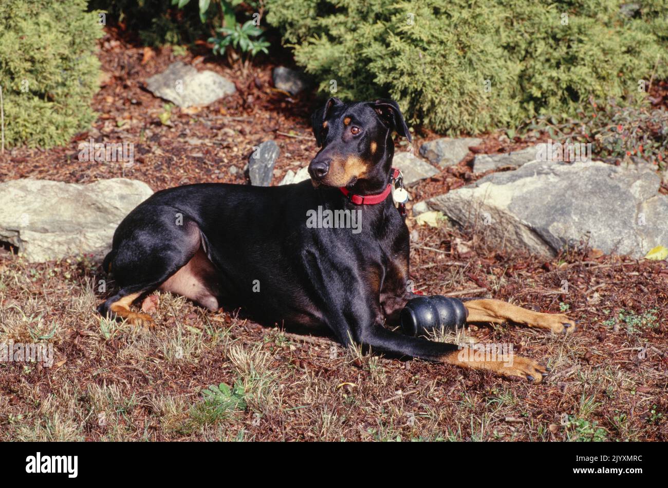 Doberman laying in yard Stock Photo - Alamy