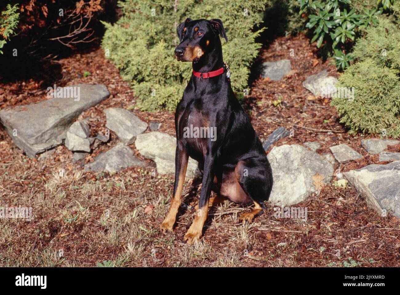 Doberman sitting in yard Stock Photo - Alamy
