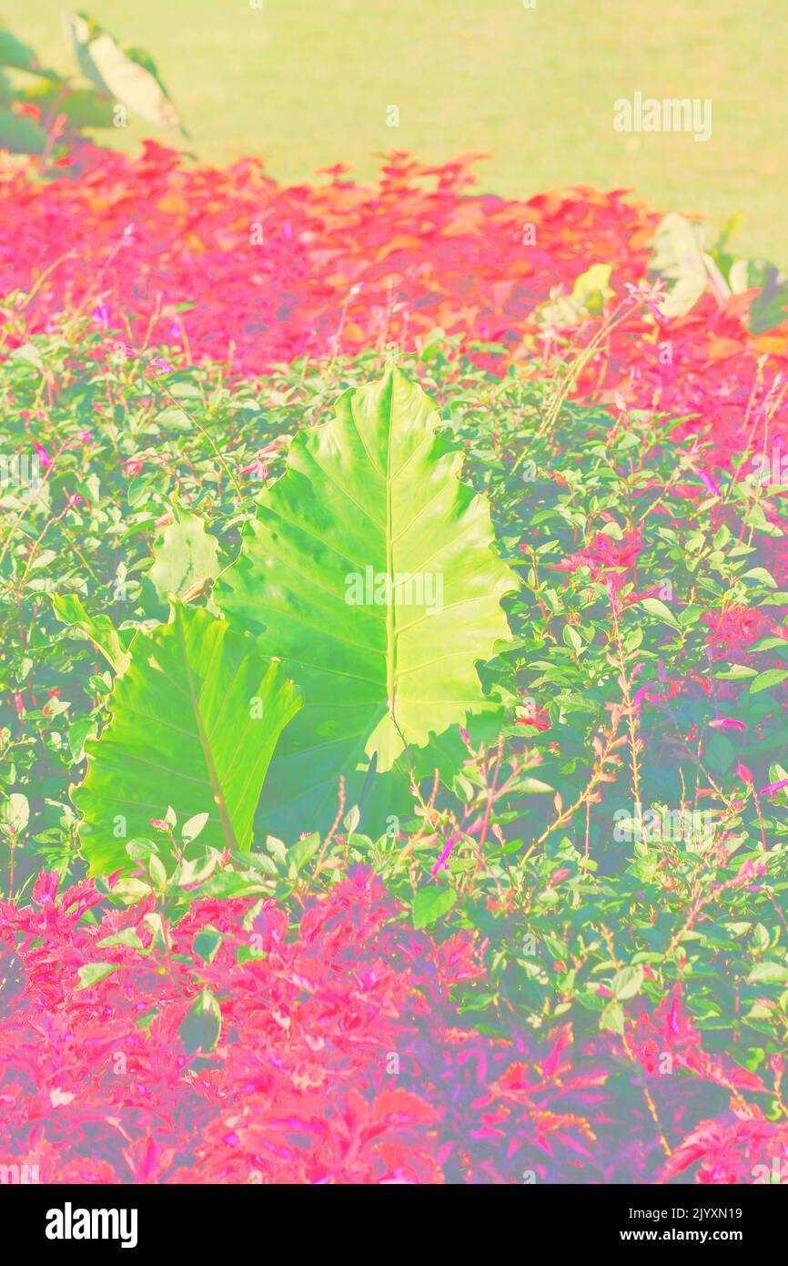 Beautiful colorful leafy plants growing in the flower meadow in a ...