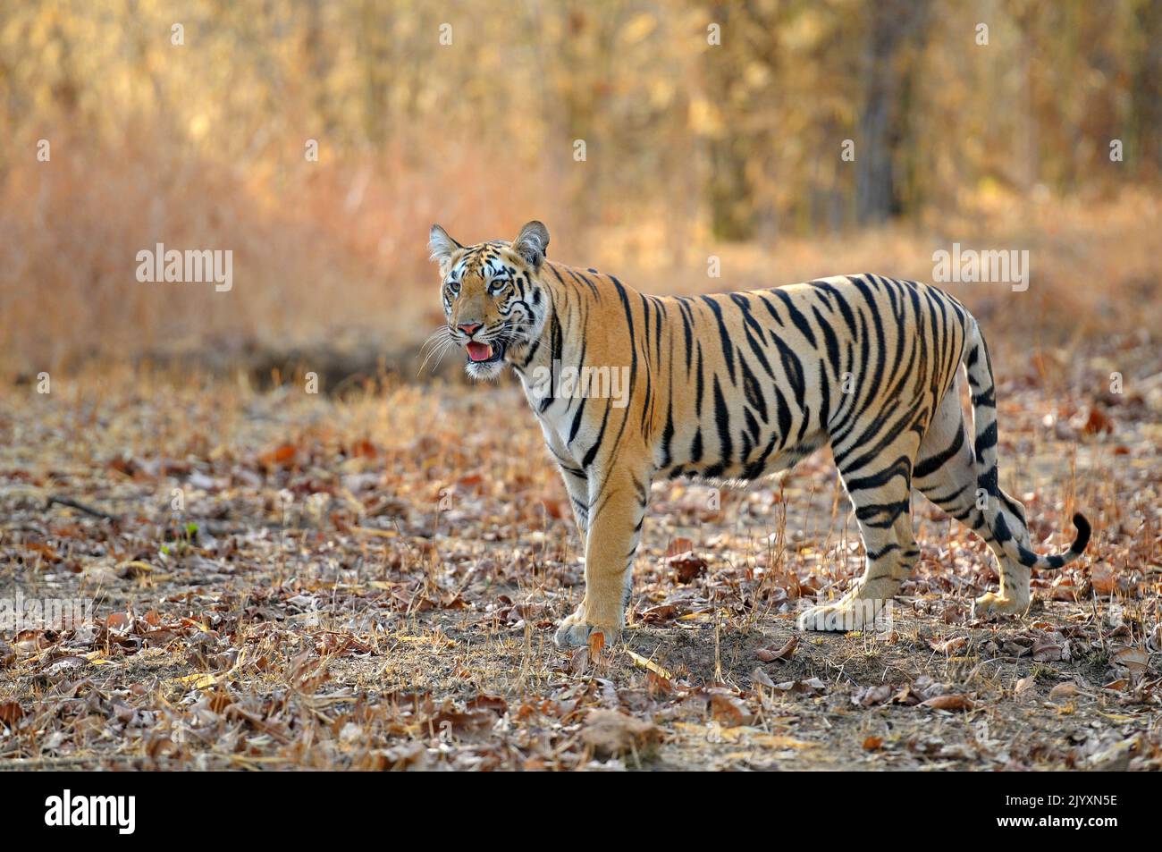 Sub adult Tiger standing staright at Tadoba National Park, India Stock ...