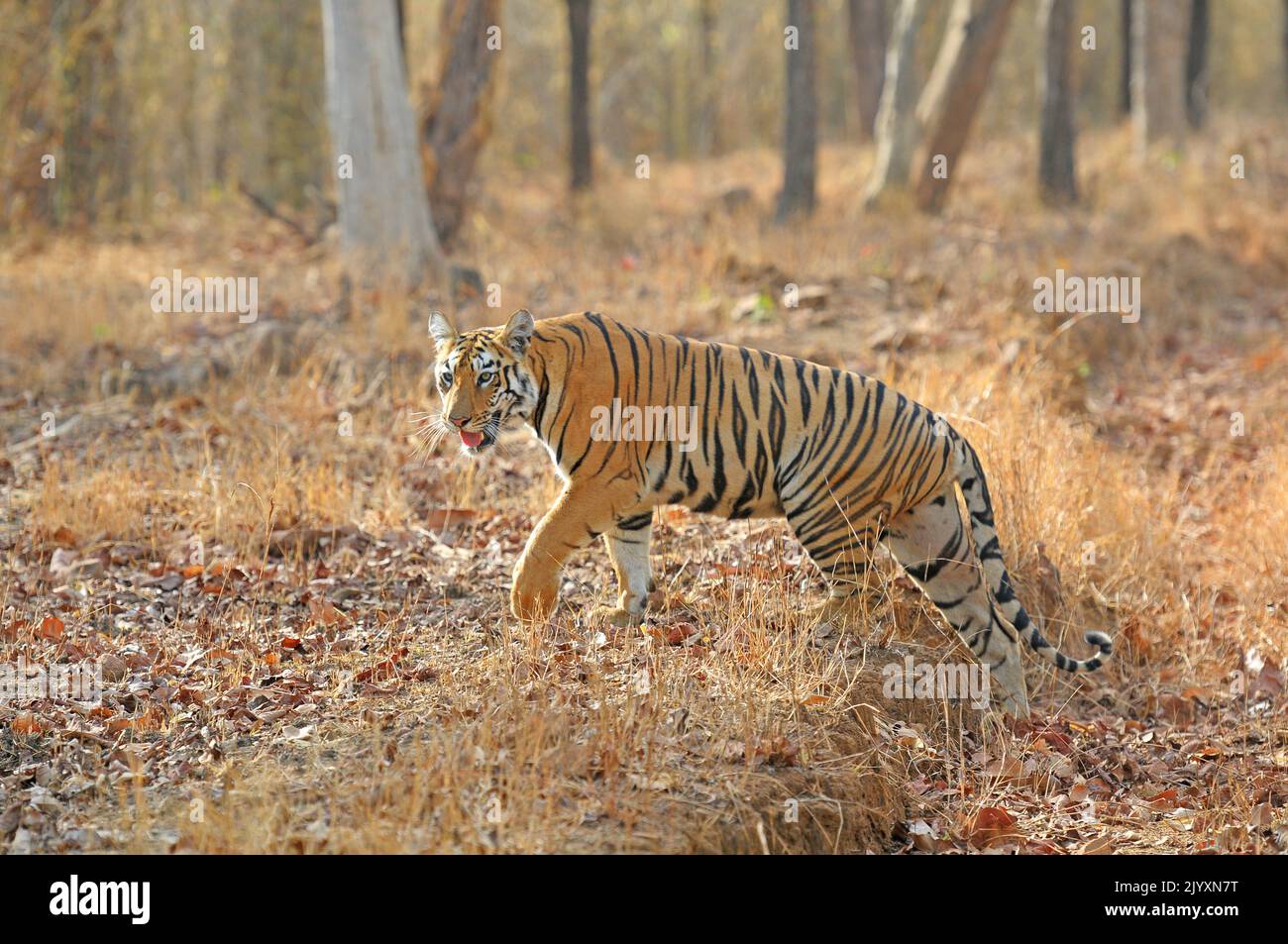 Tiger crossing the road hi-res stock photography and images - Alamy