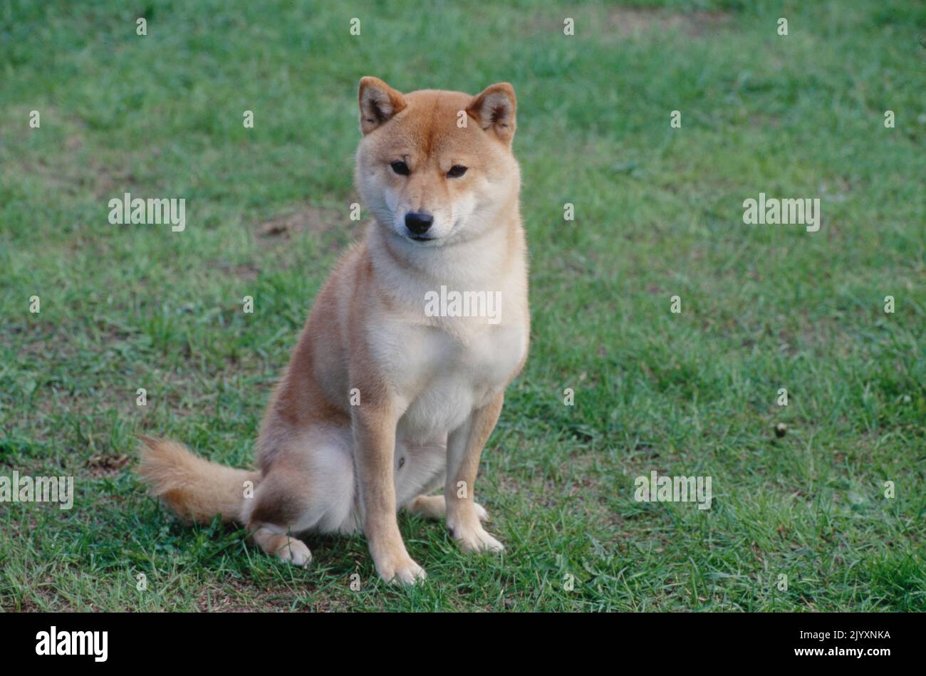 Shiba Inu sitting in grass looking at camera Stock Photo - Alamy
