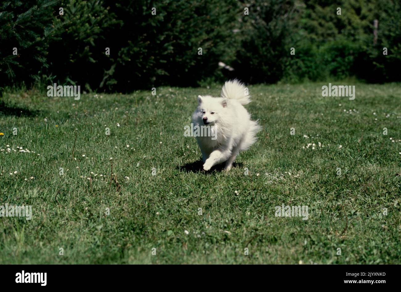 American Eskimo running in grass field Stock Photo - Alamy