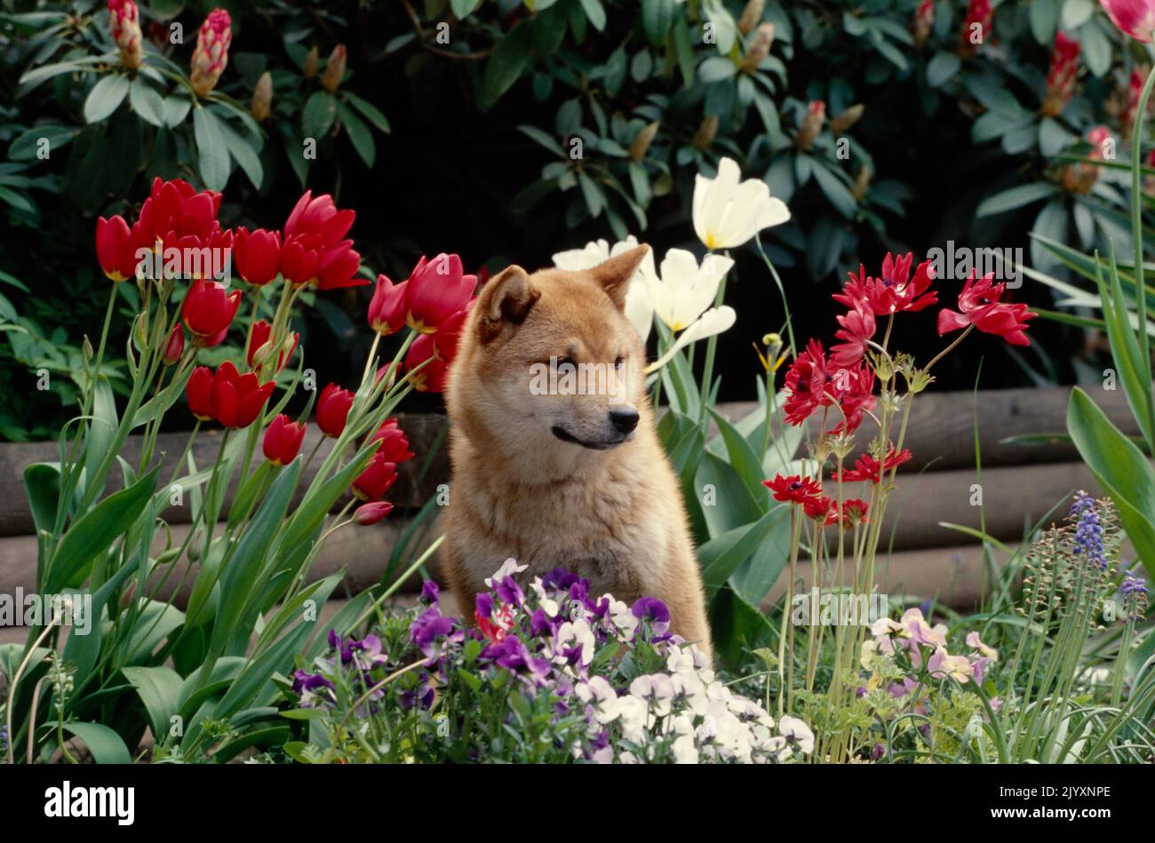 Shiba Inu sitting in the flowers Stock Photo - Alamy