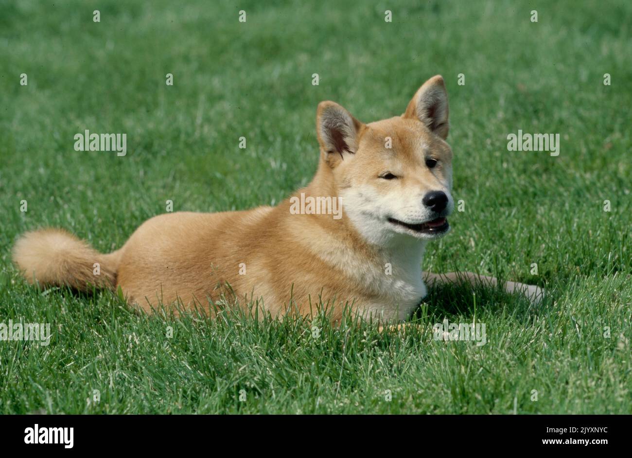 Shiba Inu laying in grass with mouth open Stock Photo - Alamy