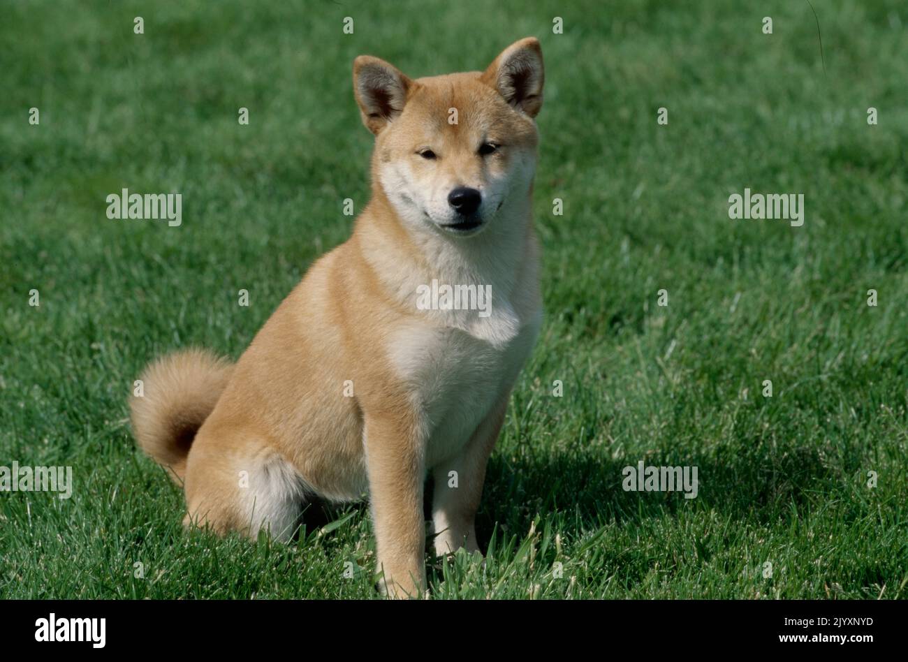 Shiba Inu sitting in grass Stock Photo - Alamy