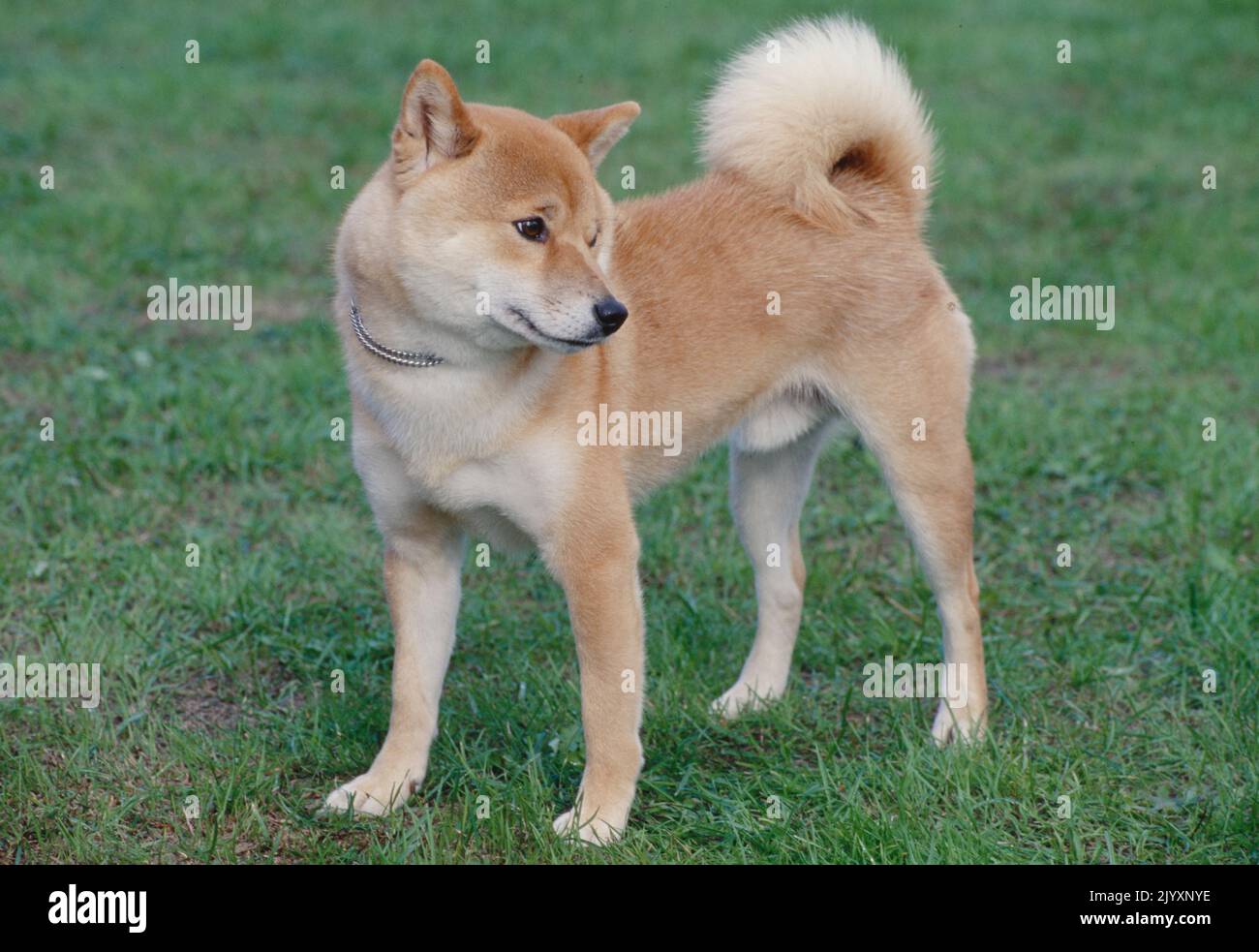 Shiba Inu standing in grass Stock Photo - Alamy
