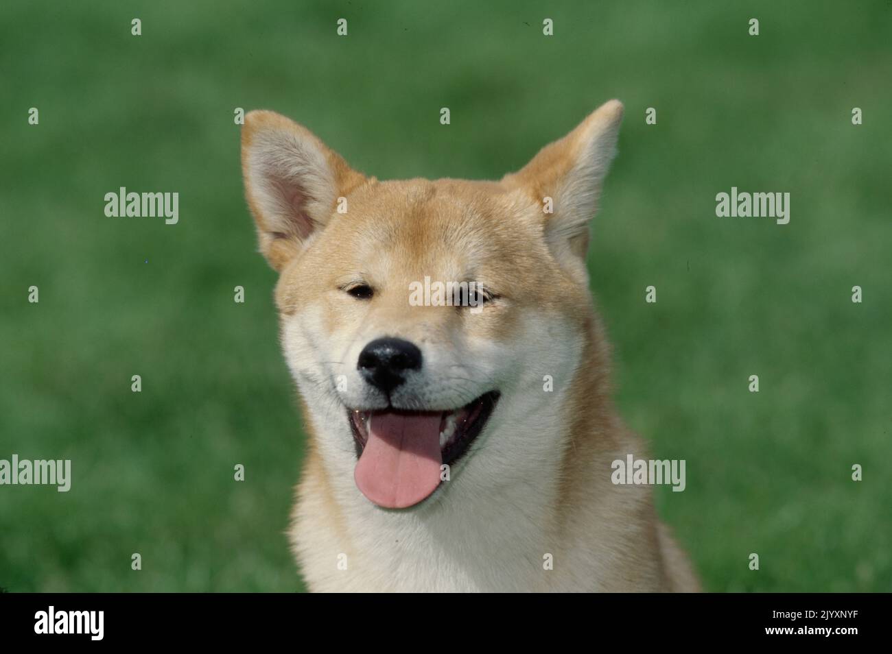 Mammal mouth hi-res stock photography and images - Alamy