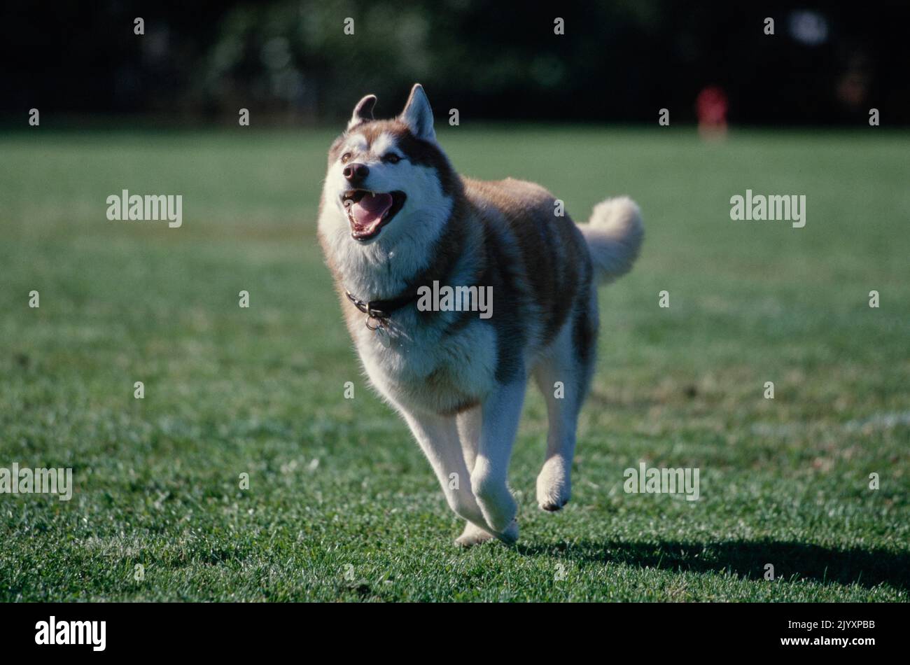 Siberian Husky running through grass field Stock Photo - Alamy
