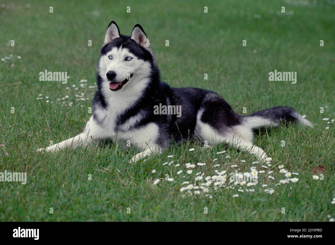 Siberian Husky laying in field with mouth open Stock Photo - Alamy
