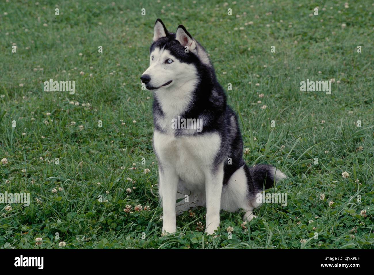 Siberian Husky sitting in field Stock Photo - Alamy