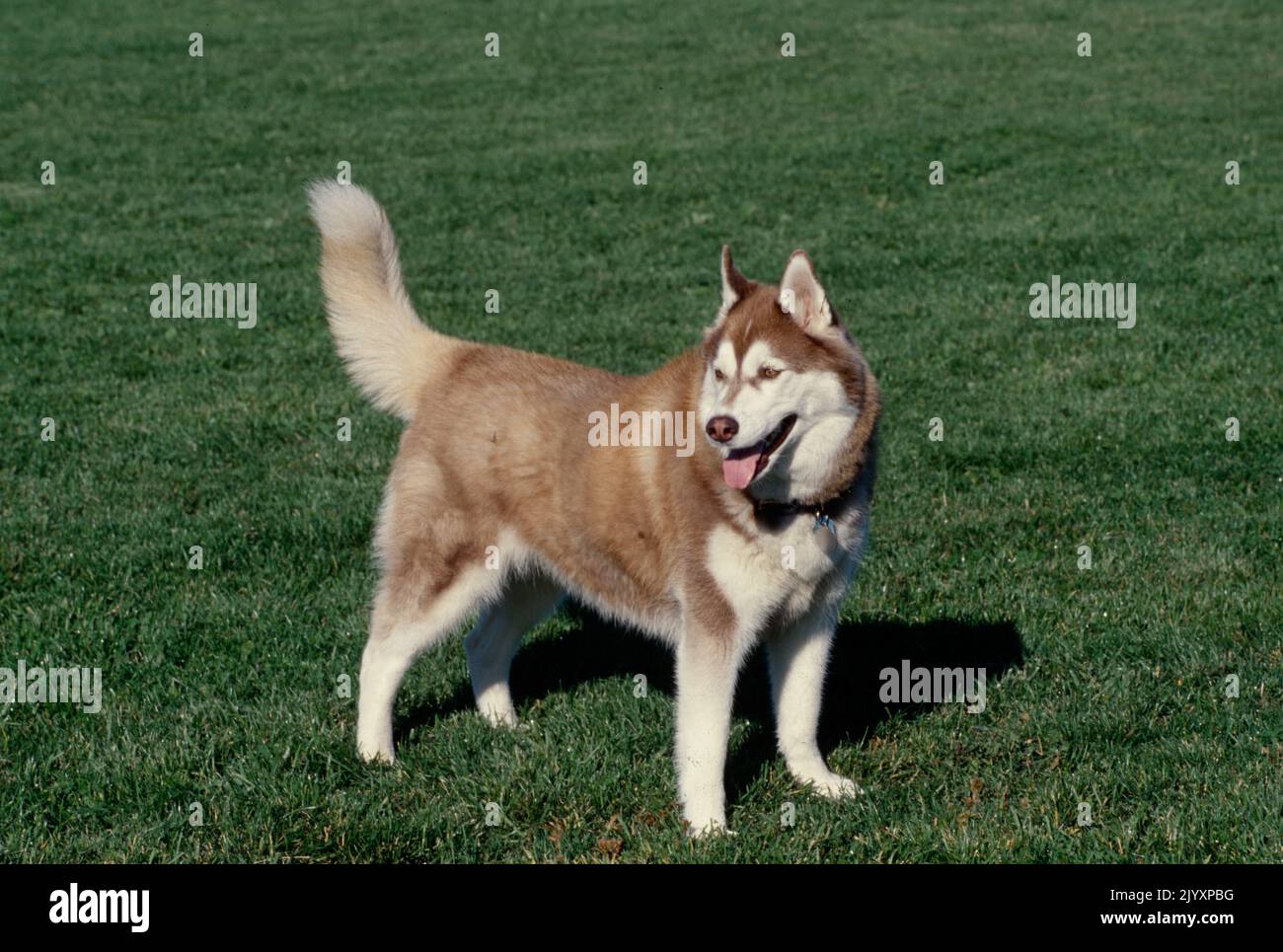 Siberian Husky in grass field looking right Stock Photo - Alamy